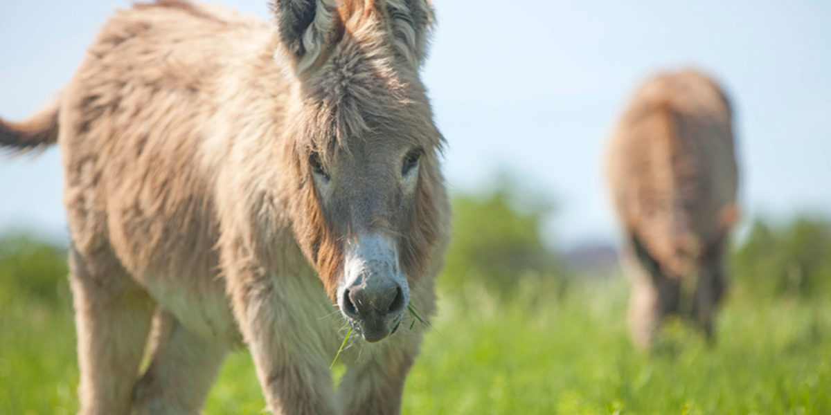 Take a ride on the wild side…